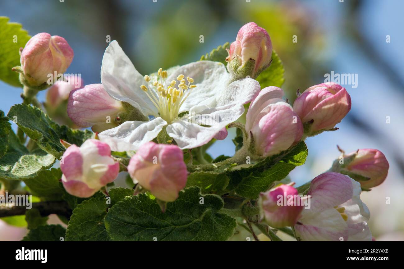 flower of apple tree in latin Malus Domestica flowering plant ...