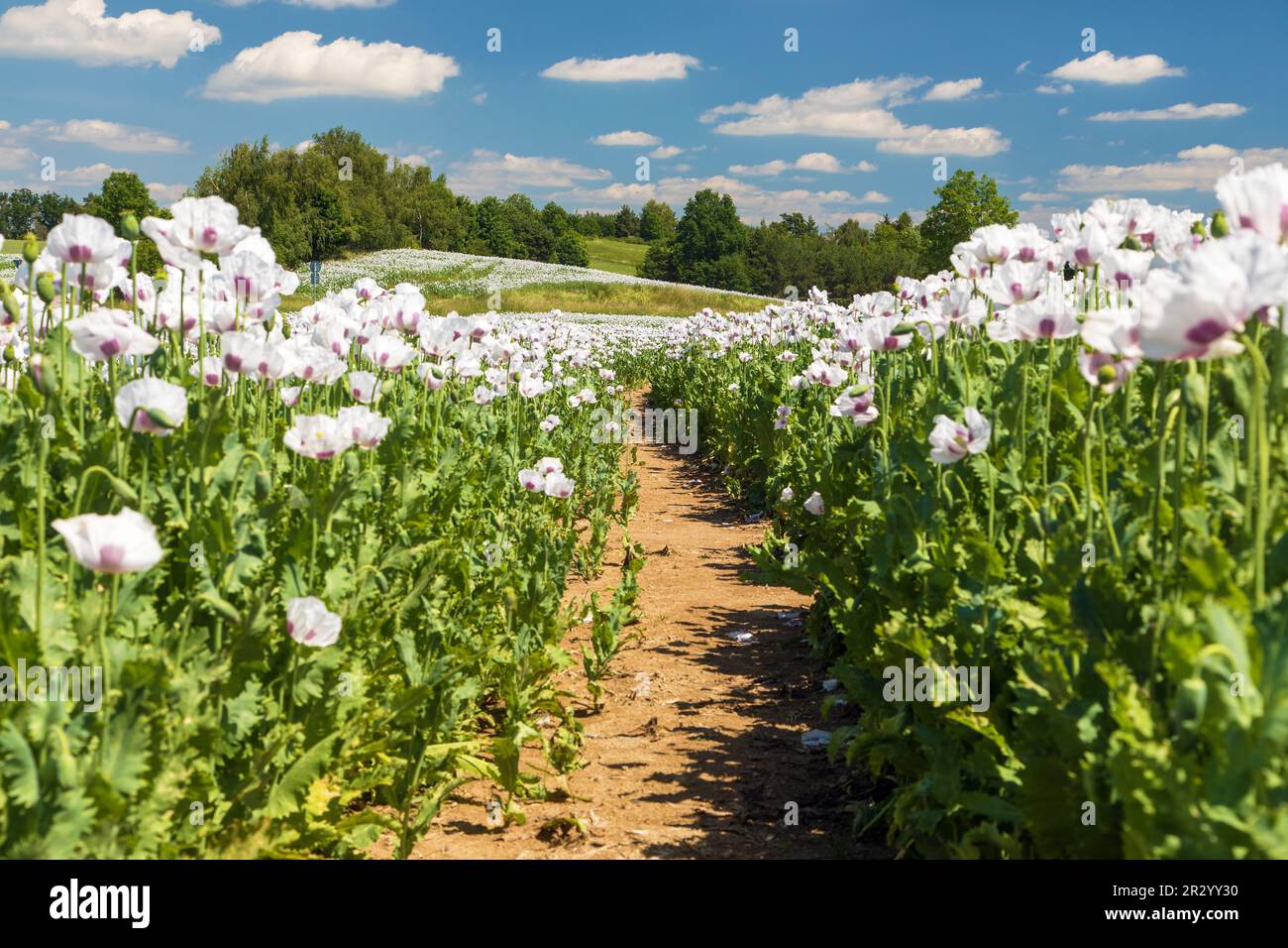 Flowering opium poppy field with pathway, in Latin papaver somniferum ...