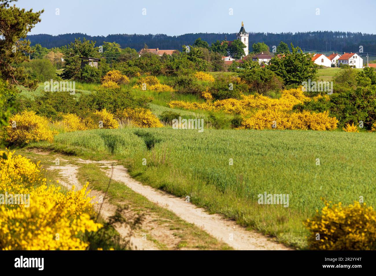 Cytisus scoparius, the common broom or Scotch broom yellow flowering in ...