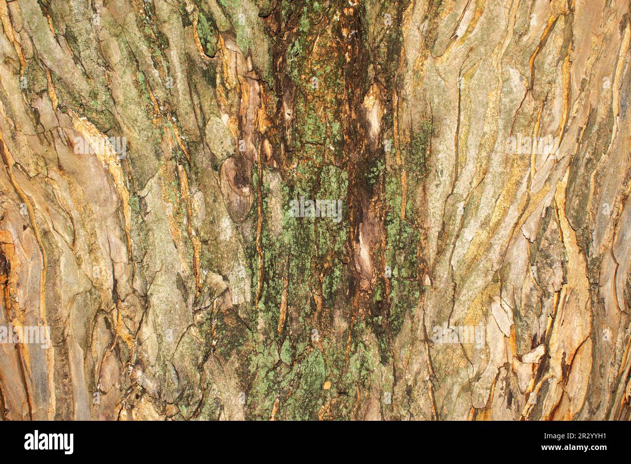 Bark showing texture hi-res stock photography and images - Alamy