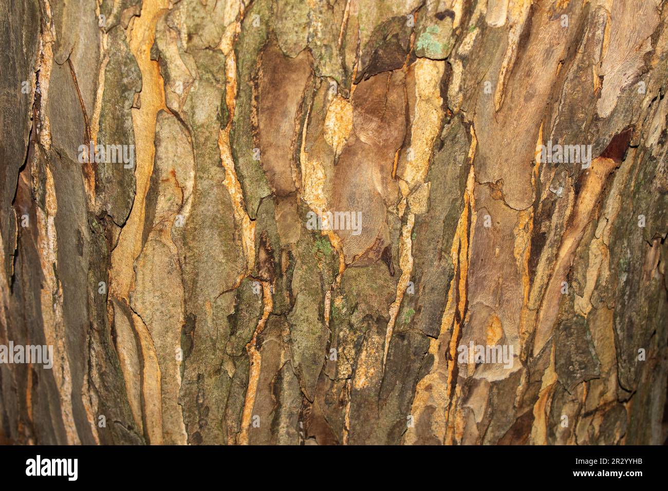 close up photography of tree trunk showing bark Stock Photo - Alamy
