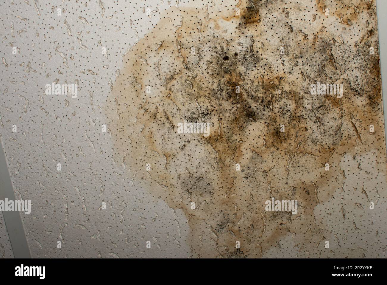 Photo of water damage on ceiling tile in Florida home Stock Photo - Alamy