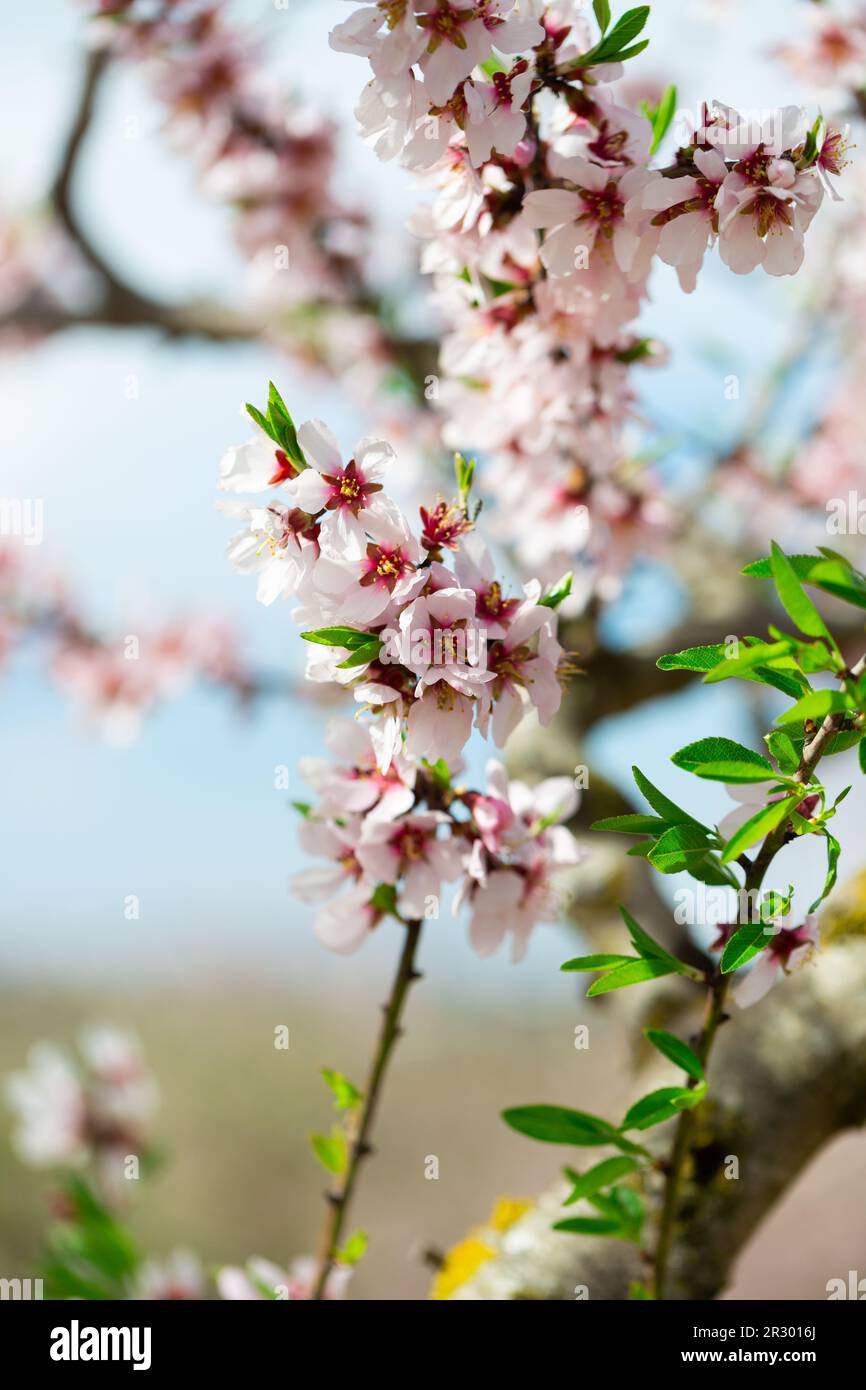 Almond flowers. Flowering almond tree in the garden. Blooming pink ...