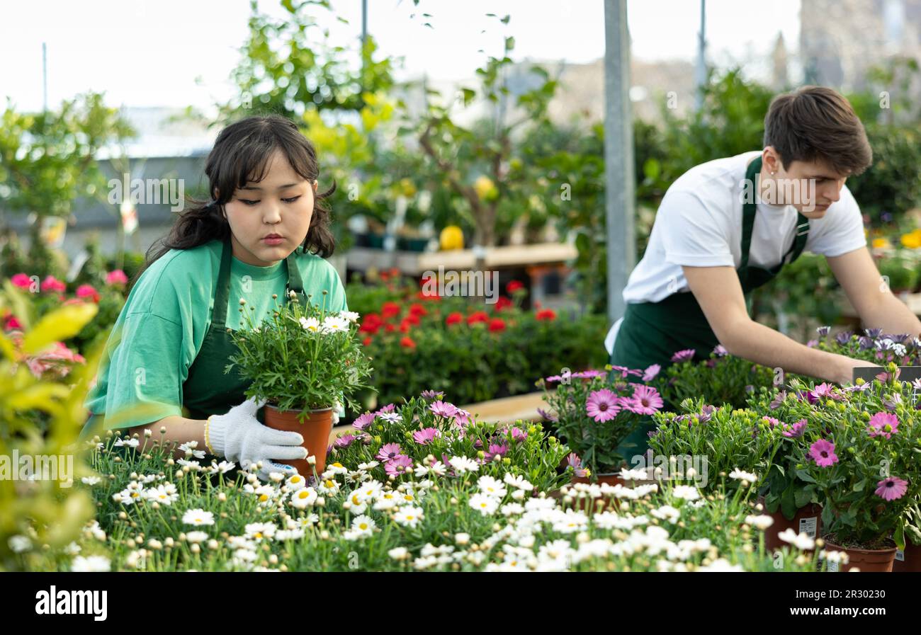 Skilled female and male botanists taking care of potted Osteospermum ...