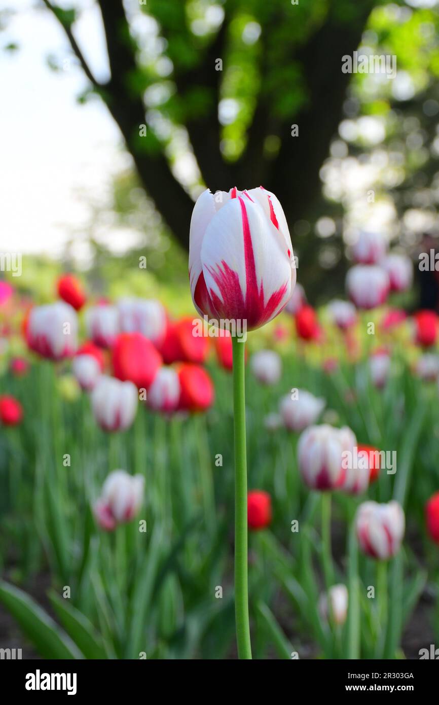 Vibrant tulips in YOW Stock Photo - Alamy