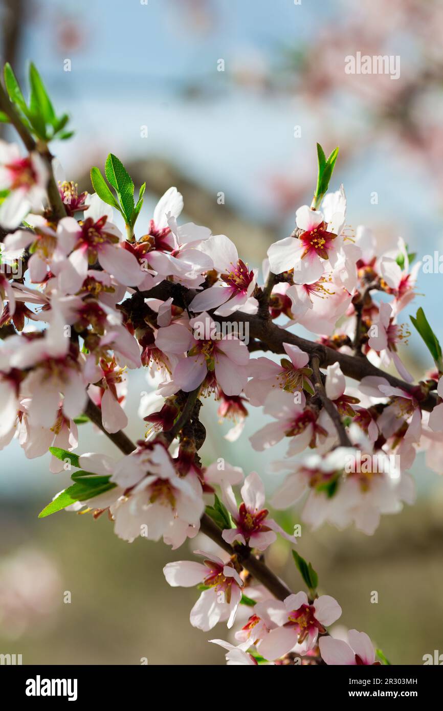 Almond flowers. Flowering almond tree in the garden. Blooming pink ...