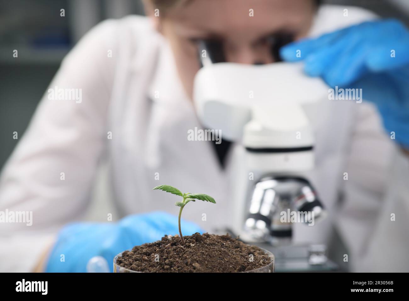 Female scientist examines sample of soil under microscope Stock Photo ...