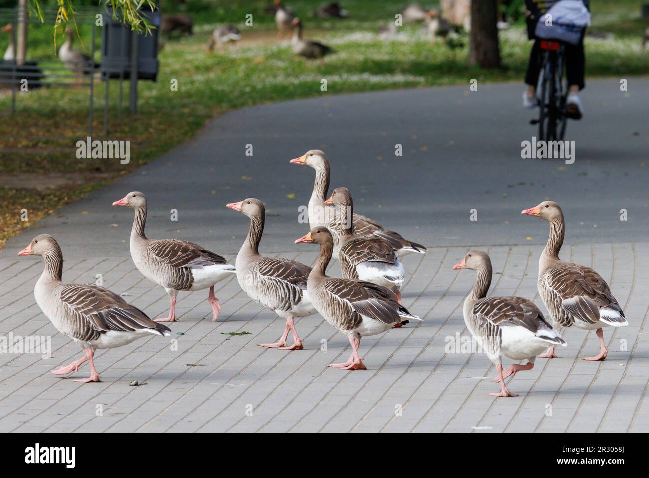 Nuremberg, Germany. 19th May, 2023. Greylag geese walk across the ...
