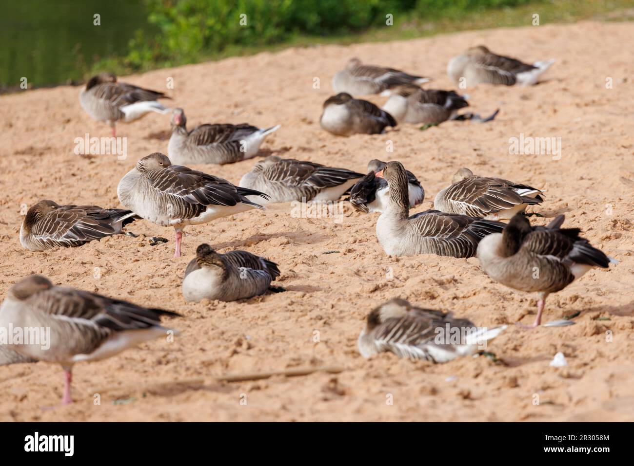 Sand testing hi-res stock photography and images - Alamy