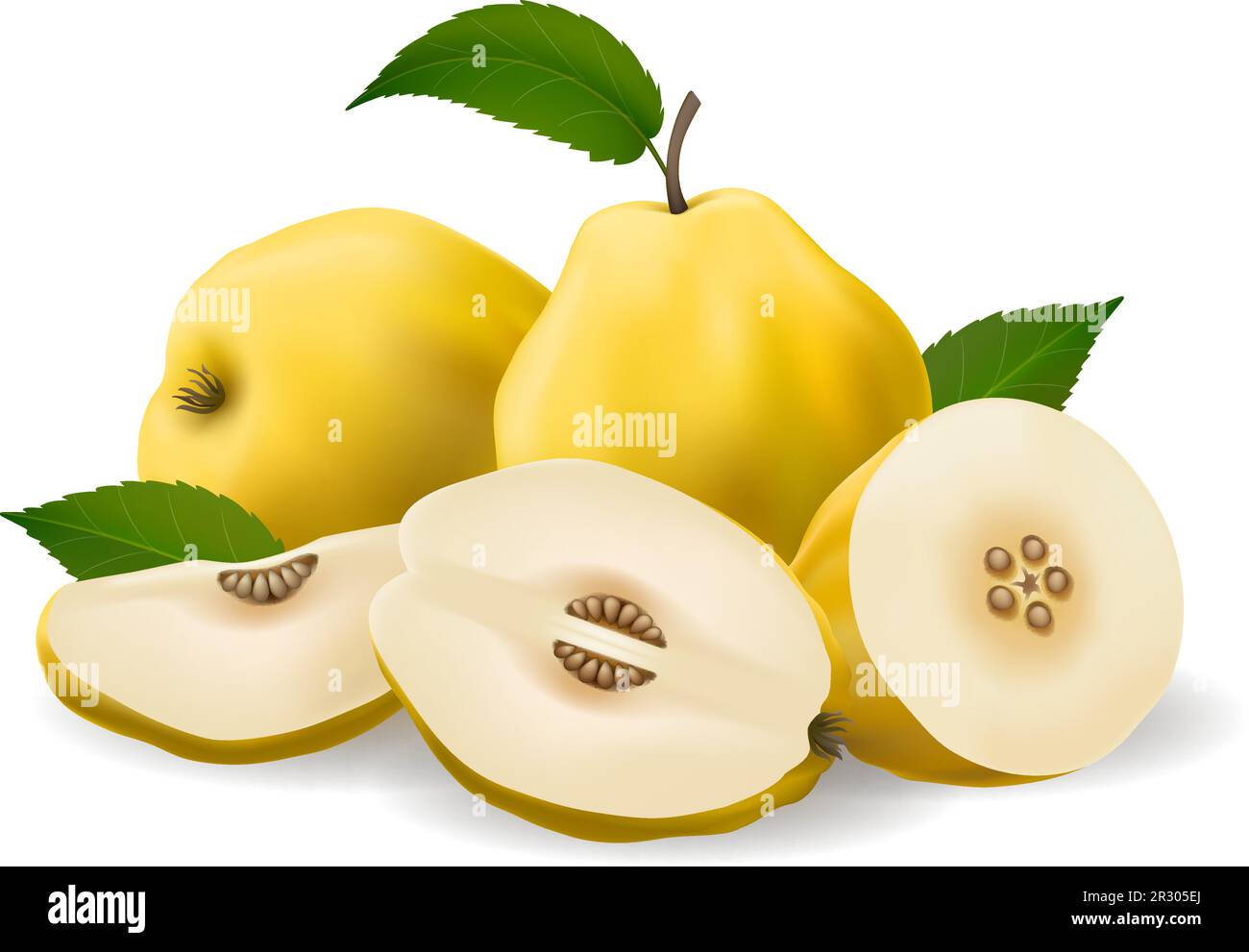 Quince leaves Stock Vector Images - Alamy