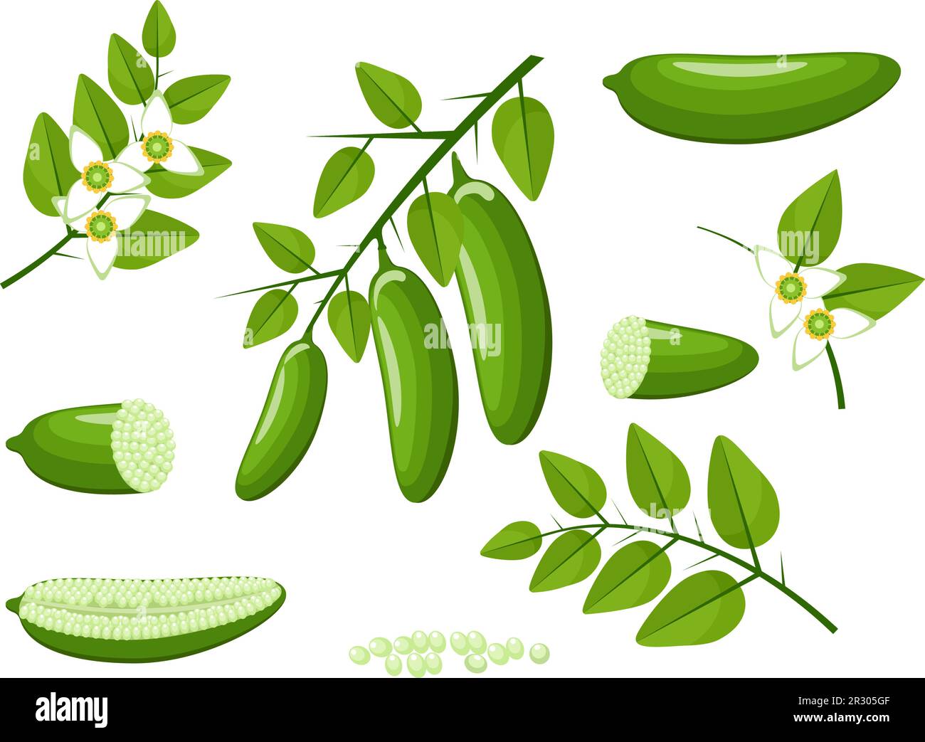 Finger lime cartoon vector illustration Stock Vector Image & Art - Alamy