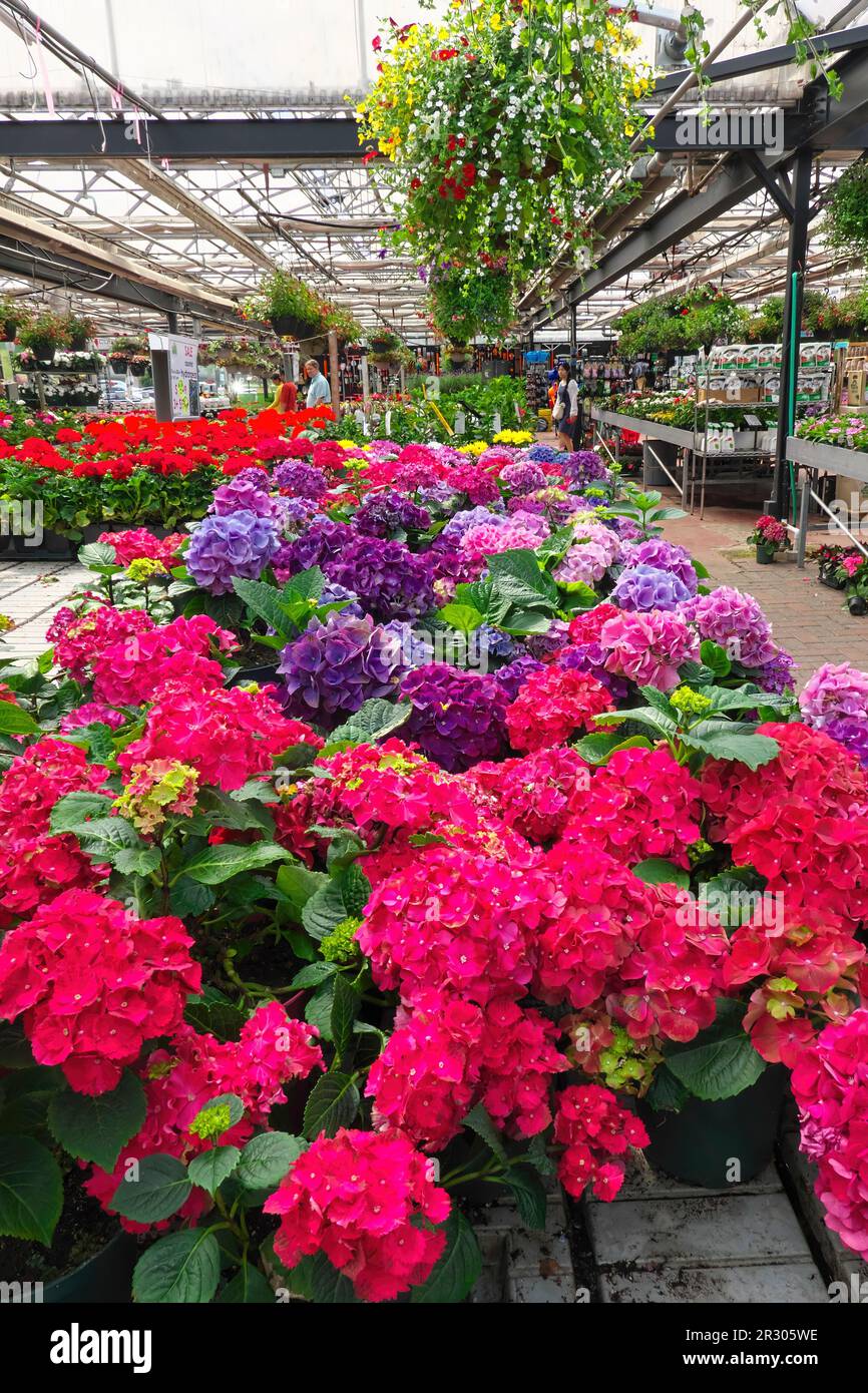 Hydrangea -Hydrangea macrophylla - colourful plants on display at a ...