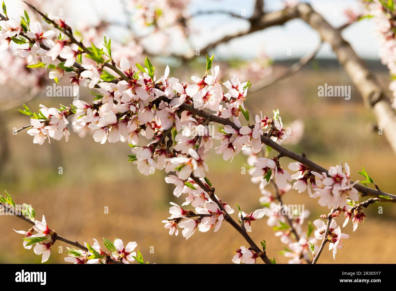 Flowering branches of an almond tree Stock Photo - Alamy