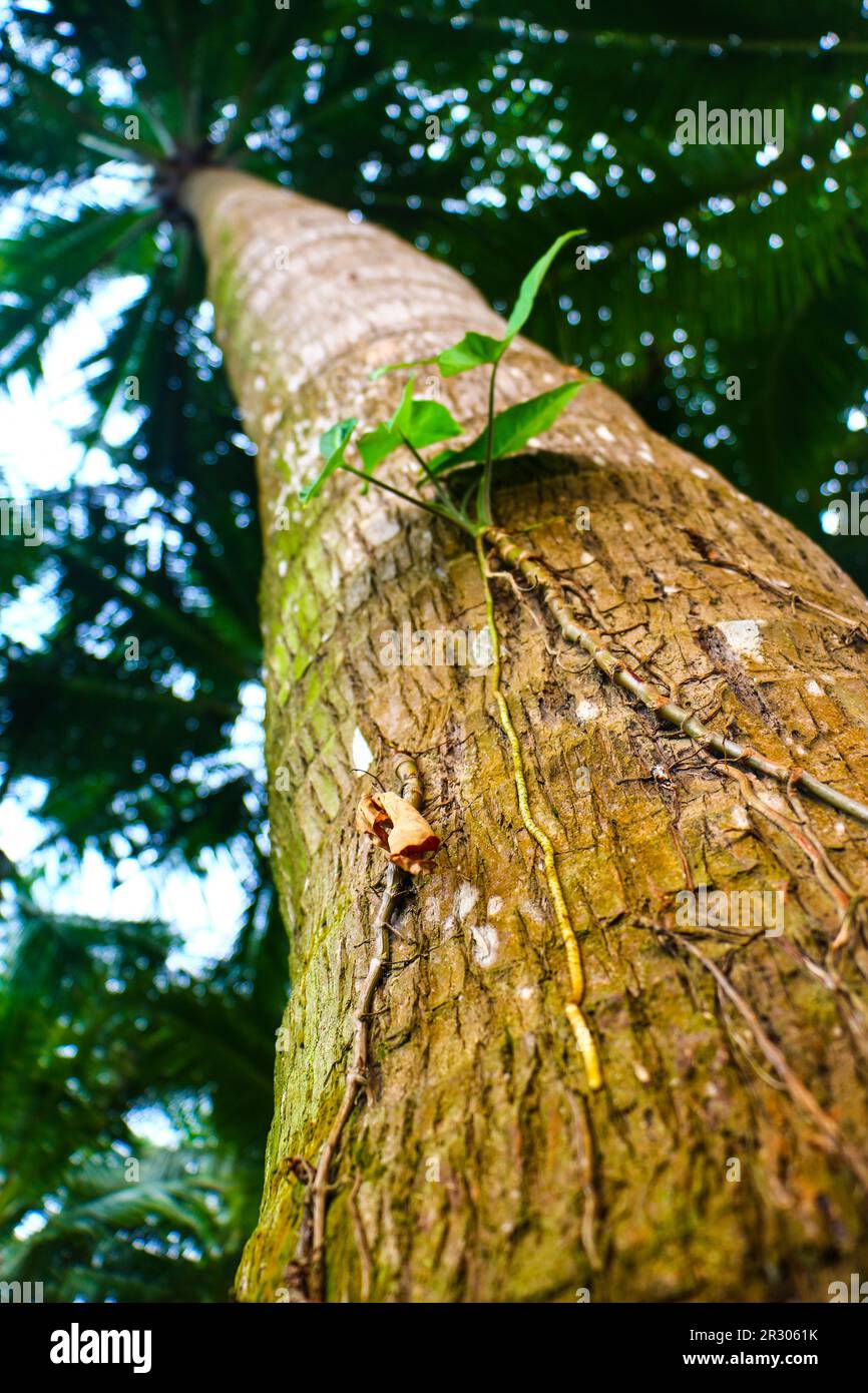 Vines on a tree Stock Photo - Alamy