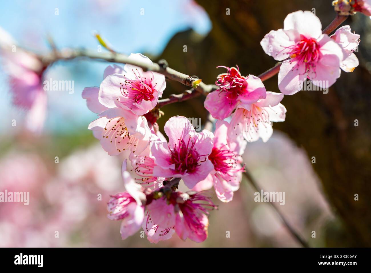 Blooming branches of peach trees on bright sunny day Stock Photo - Alamy