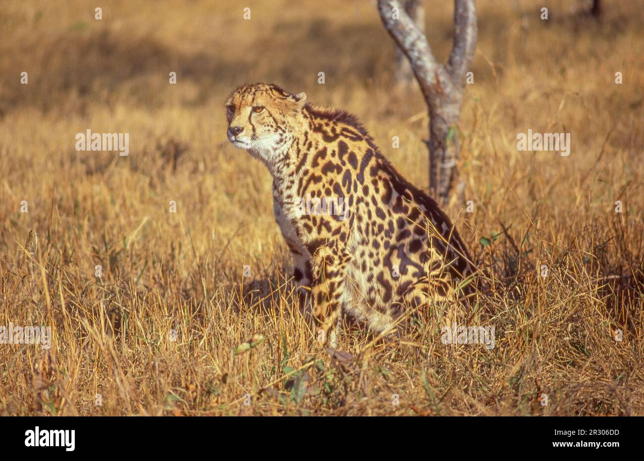 The king cheetah is a variety of cheetah with a rare mutation for cream ...
