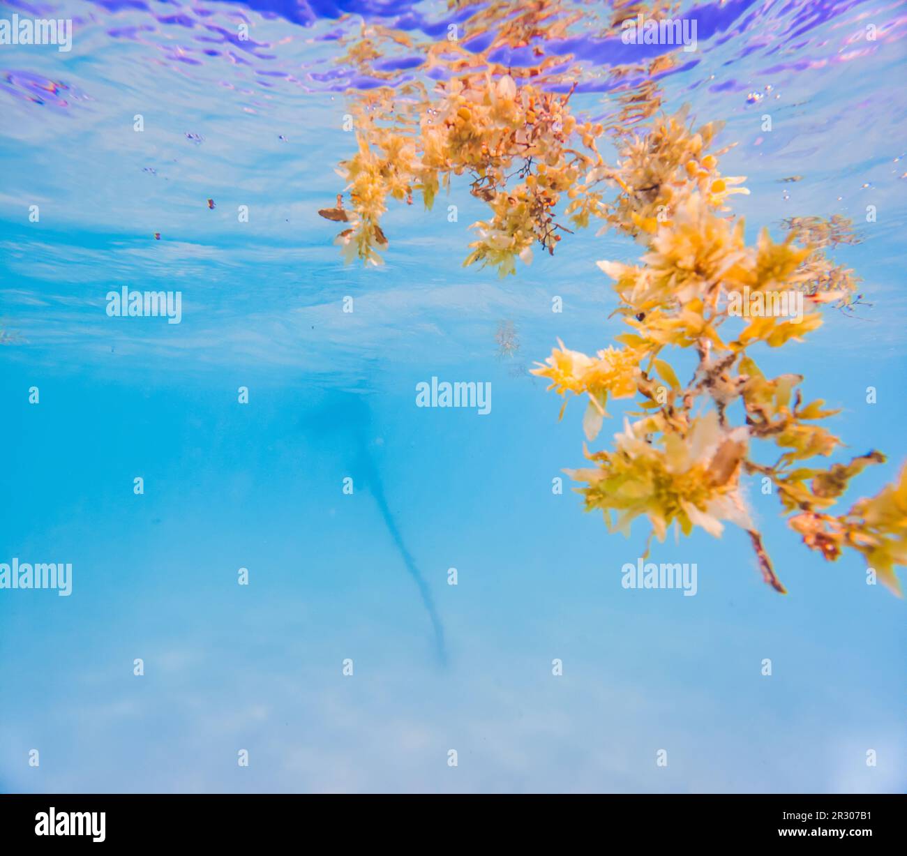 Closeup underwater shot of brown Sargassum algae floating at surface of ...