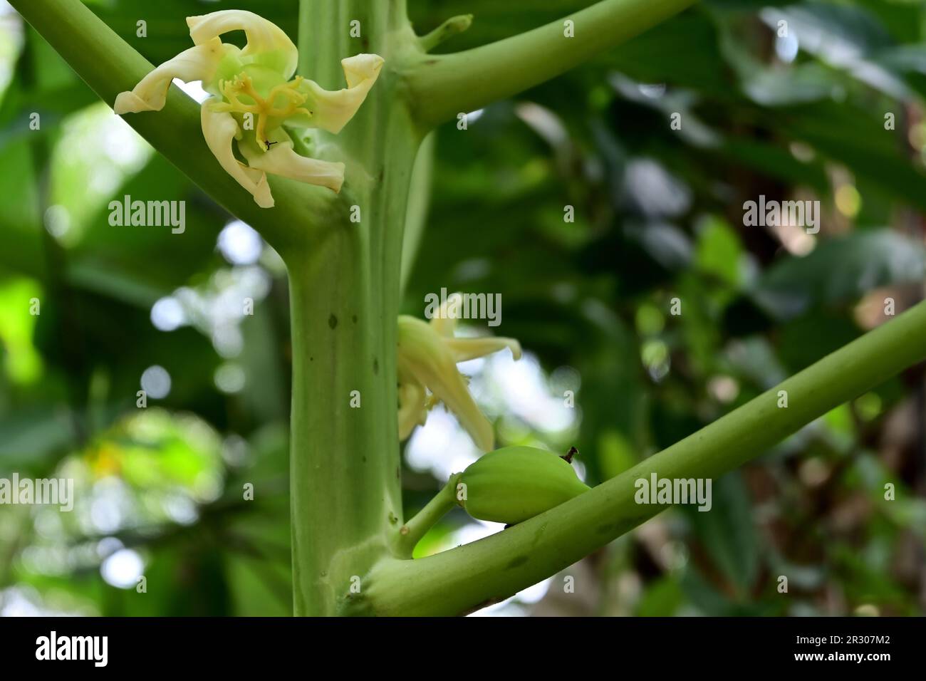 Female Papaya Flower How To Identify Bisexual Papaya Male Female