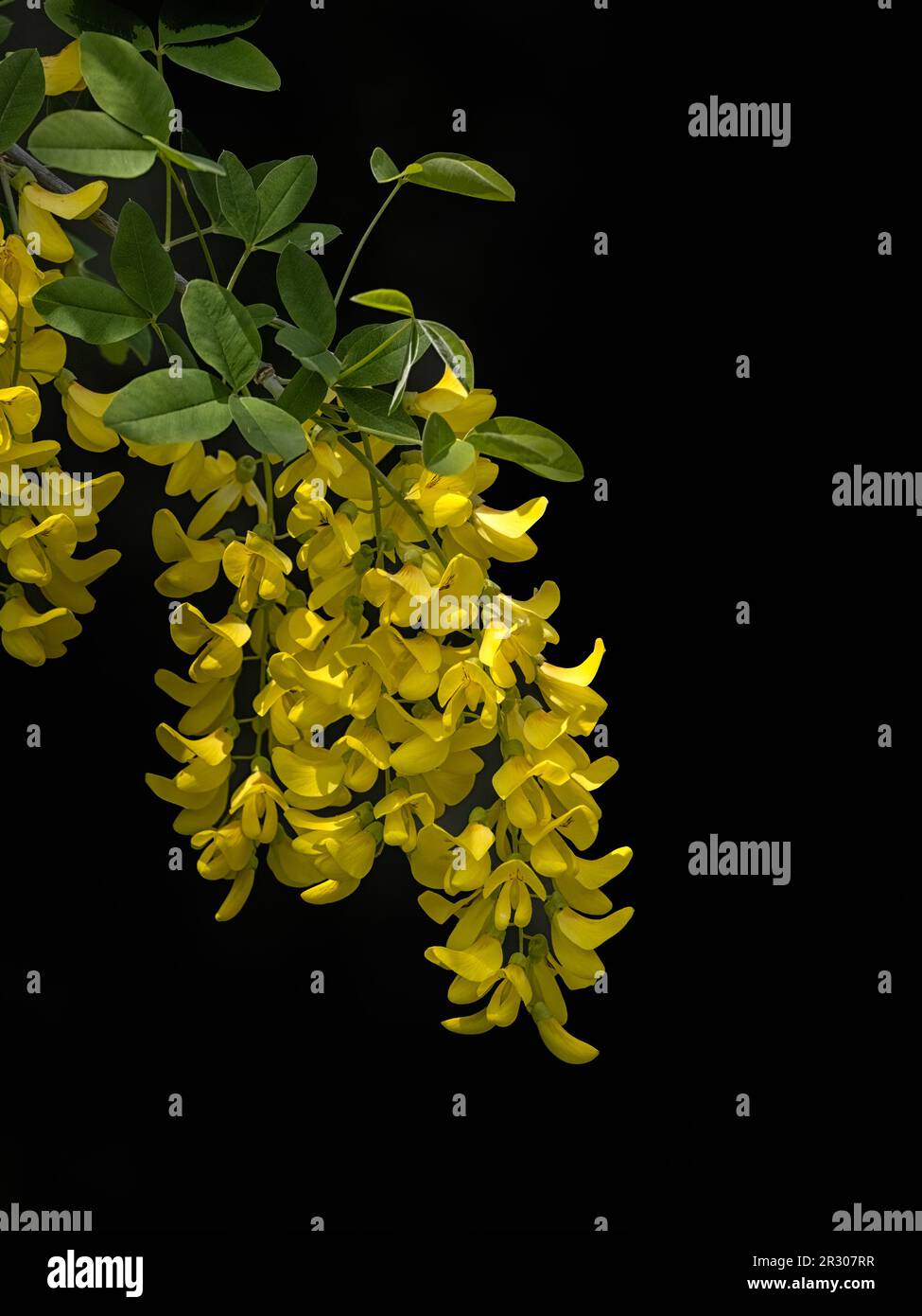 Laburnum anagyroides yellow rocket hi-res stock photography and images ...