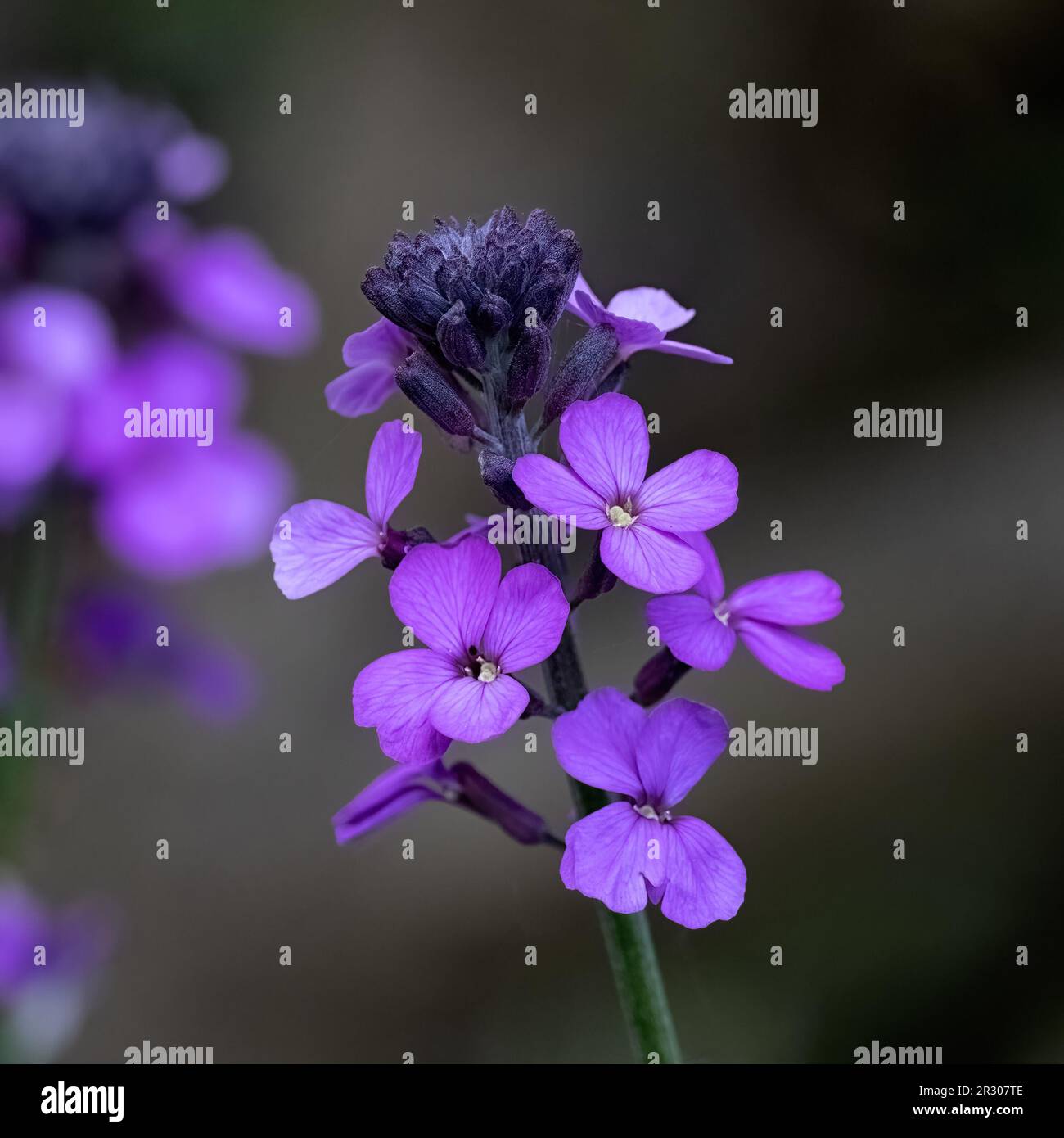 Closeup of flowers of Wallflower (Erysimum 'Bowles's Mauve') in a ...
