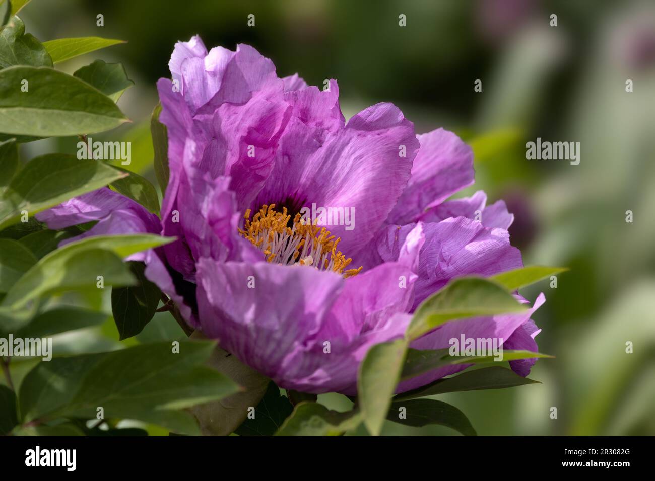 Paeonia rockii hybrid hi-res stock photography and images - Alamy