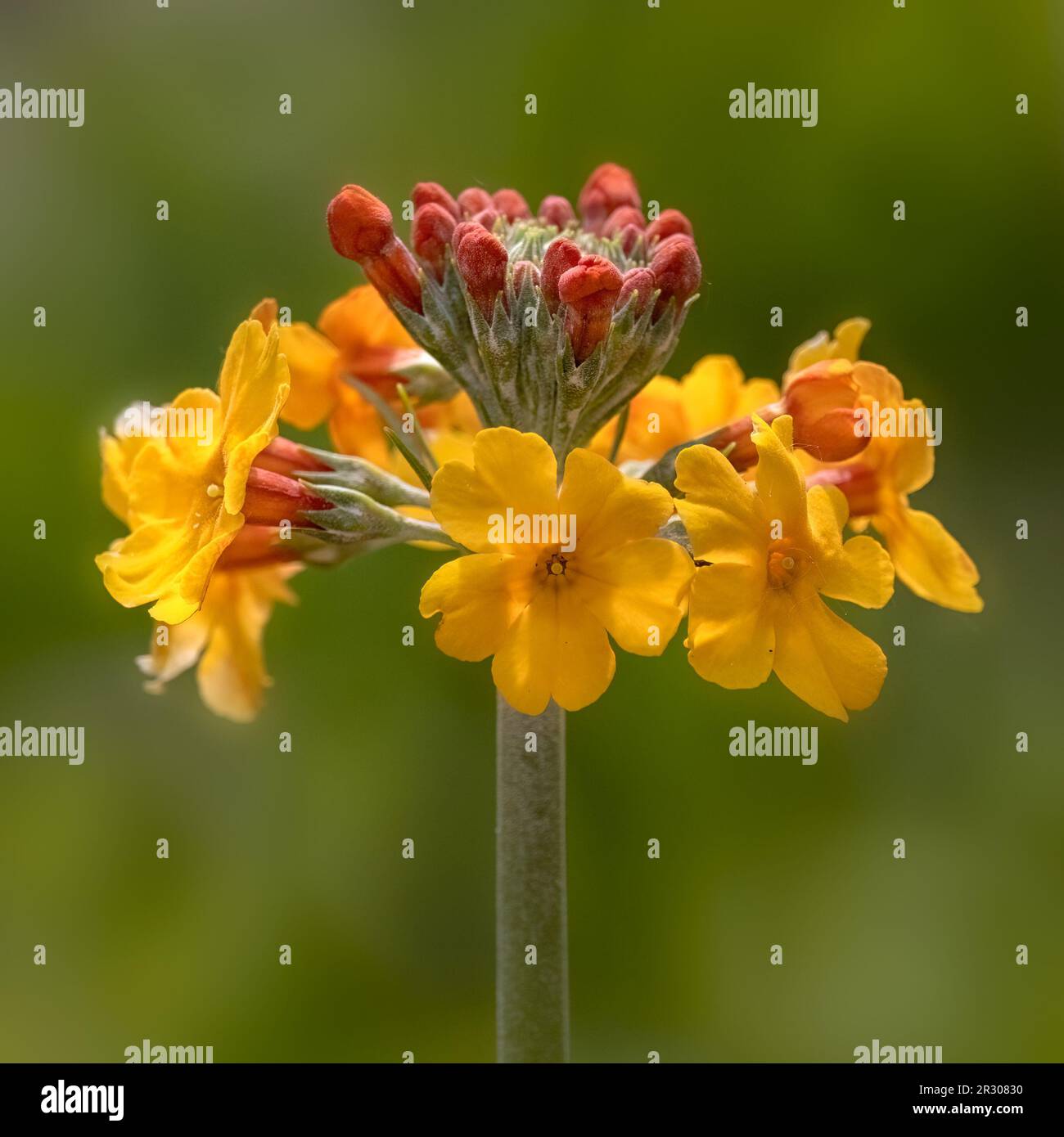 Primula candelabra hybrid hi-res stock photography and images - Alamy
