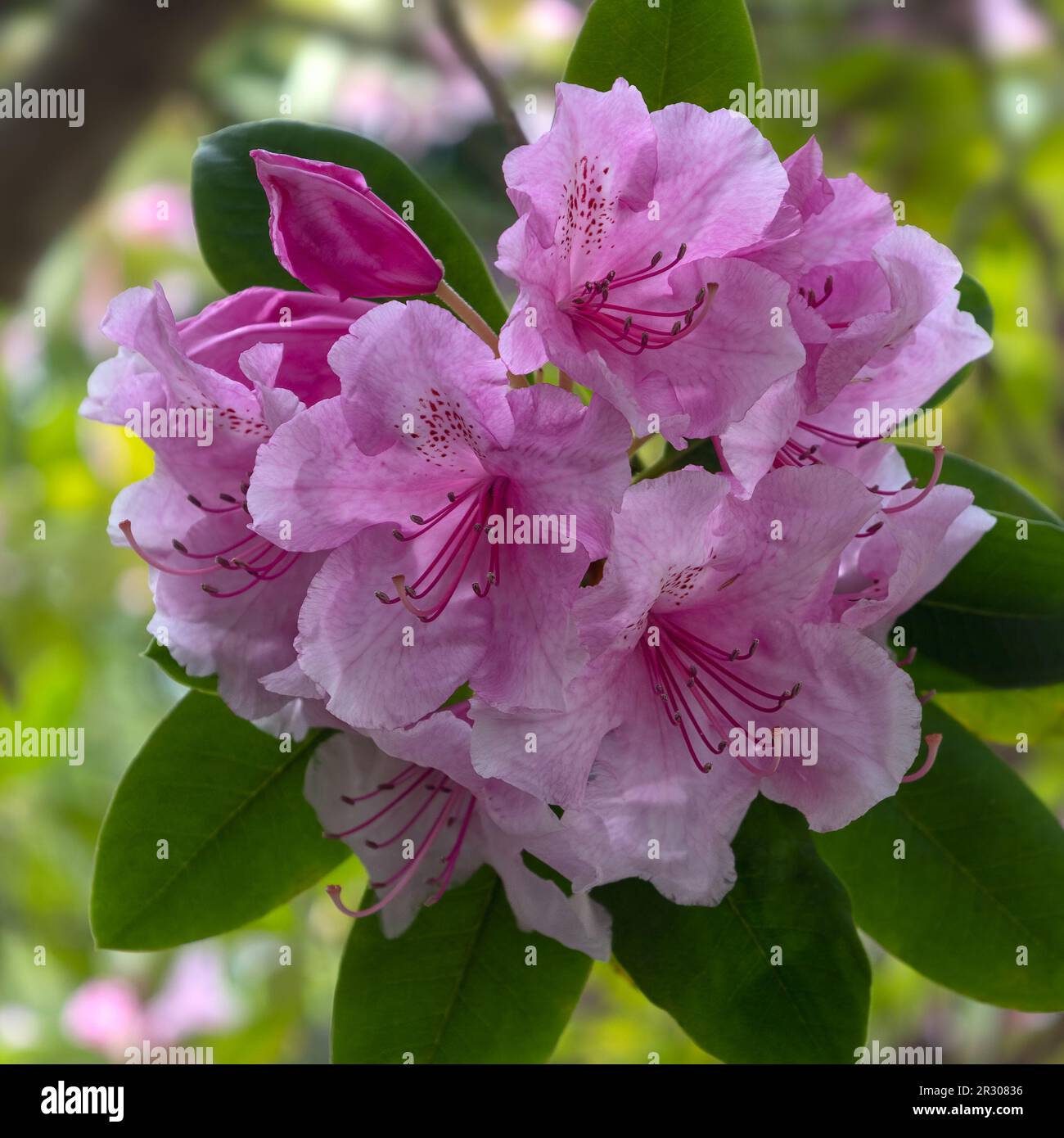Closeup of flowers of Rhododendron 'Pink Pearl' (hybrid) in a garden in ...