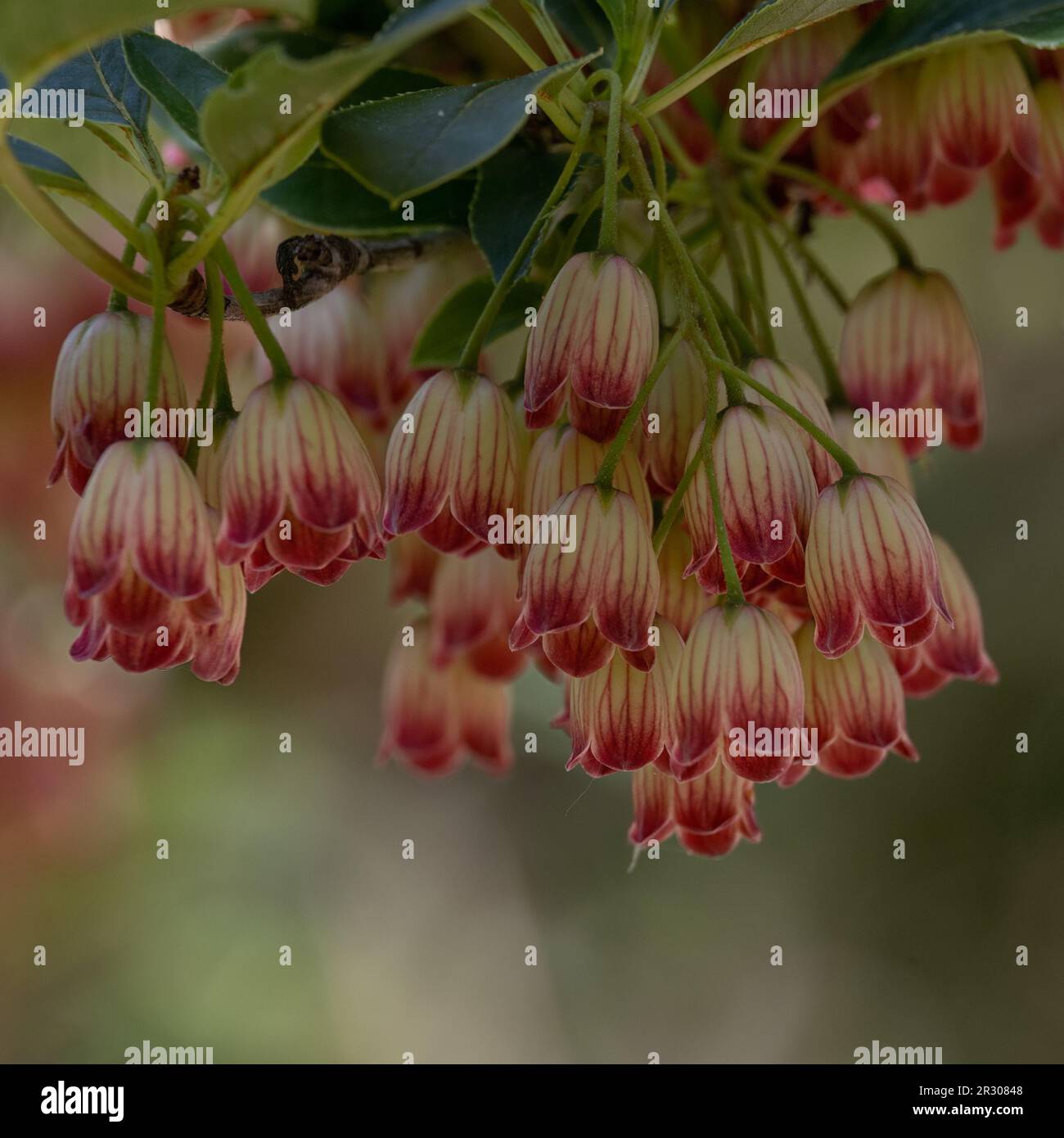 Closeup of flowers of Enkianthus Campanulatus 'Redvein' in a garden in ...