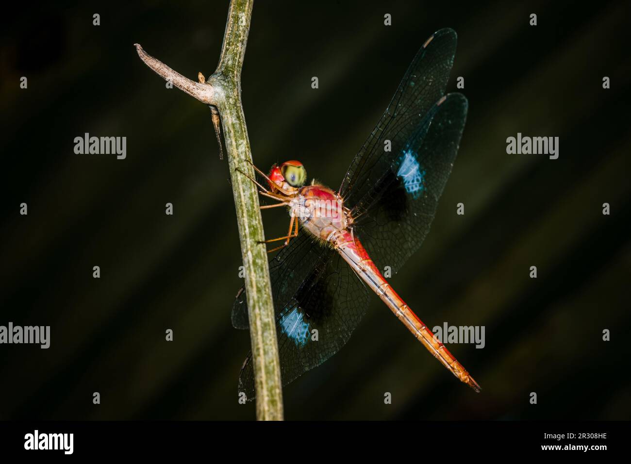 Close up of Dragonfly perched on a tree branch, dry wood and nature ...