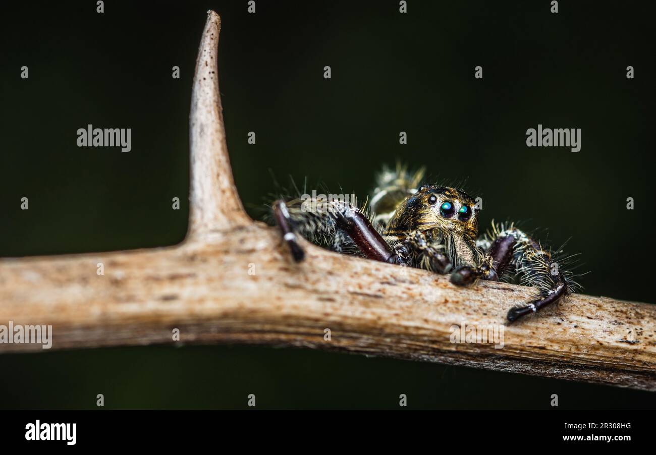 Close up a black jumping spider on dry tree branch have a thorn and ...