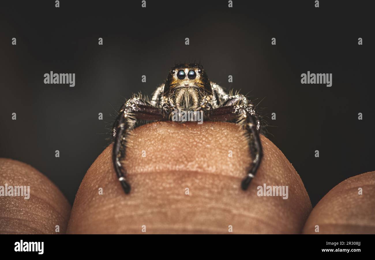 Close up a black jumping spider on human finger and natural background ...