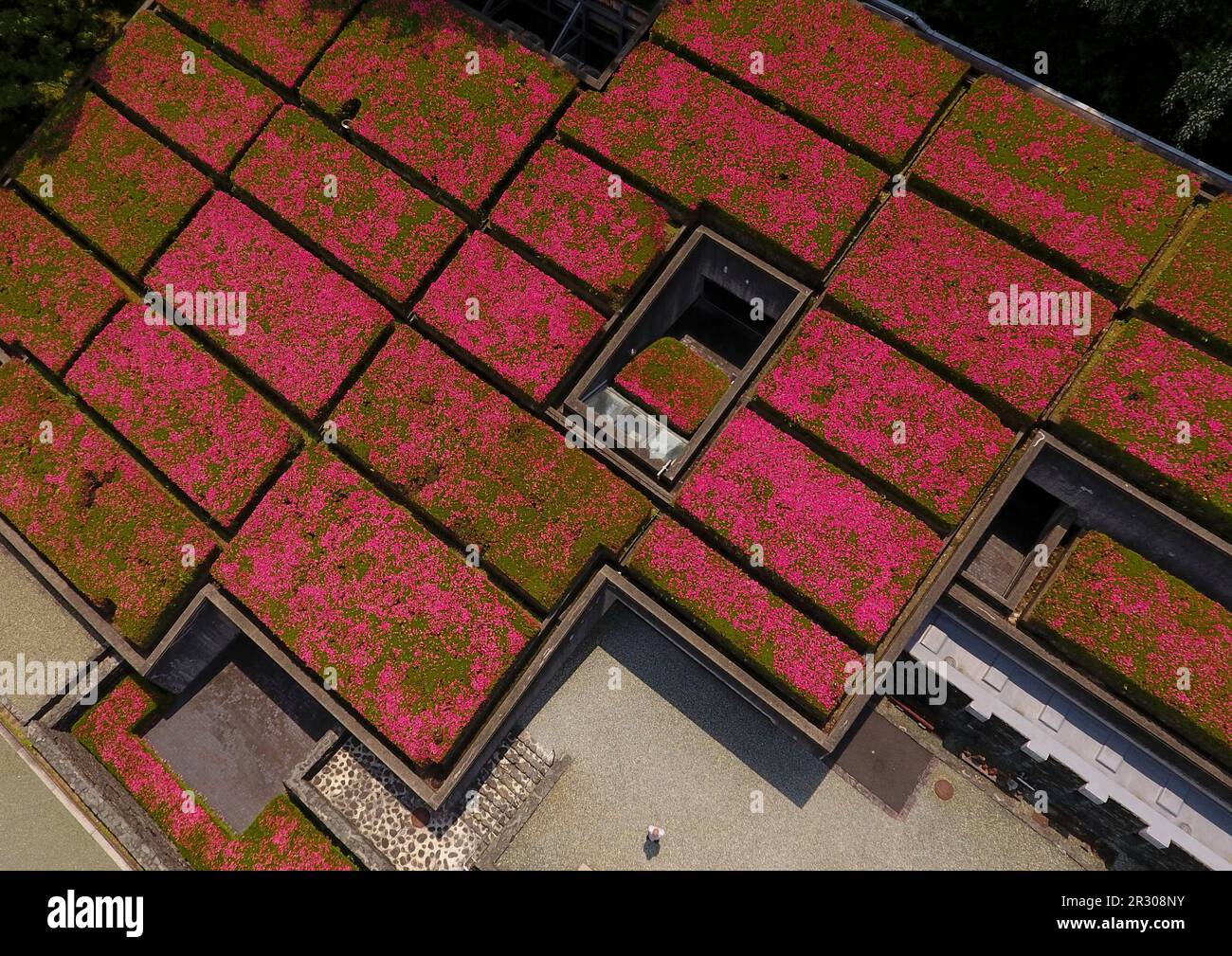 Flowers of Rhododendron indicum (Satsuki in Japanese) are in full bloom ...
