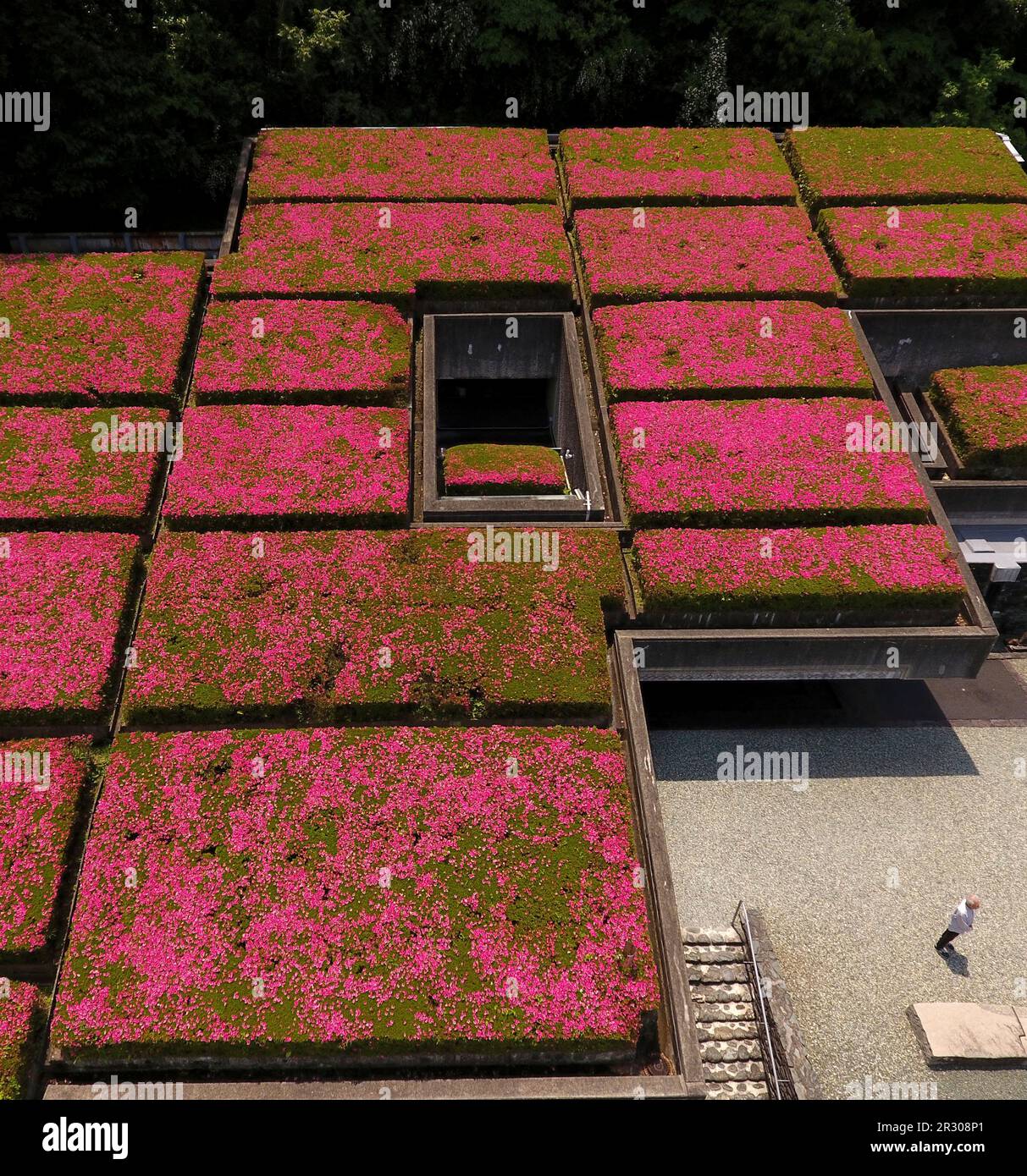 Flowers of Rhododendron indicum (Satsuki in Japanese) are in full bloom ...