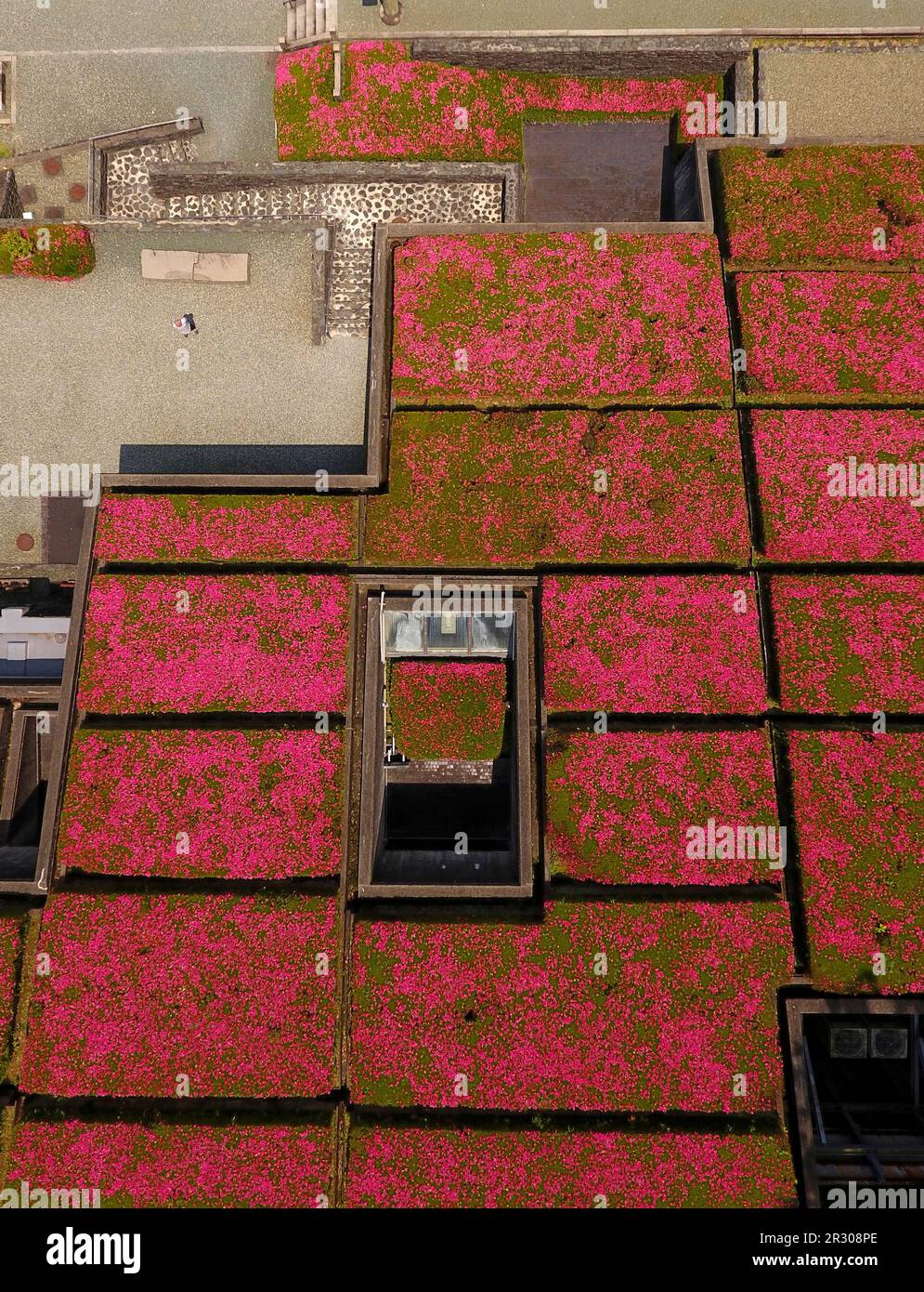 Flowers of Rhododendron indicum (Satsuki in Japanese) are in full bloom ...