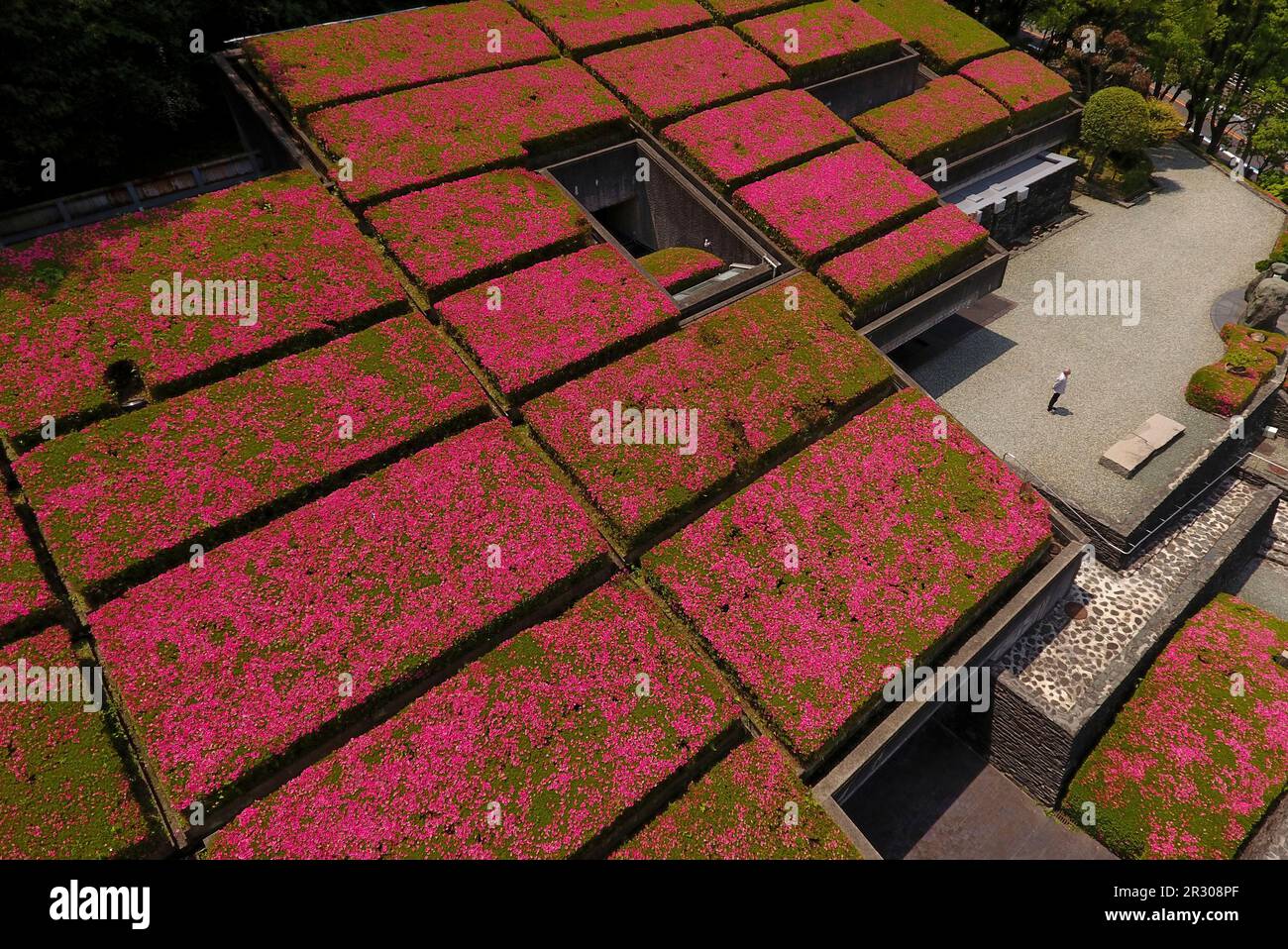 Flowers of Rhododendron indicum (Satsuki in Japanese) are in full bloom ...