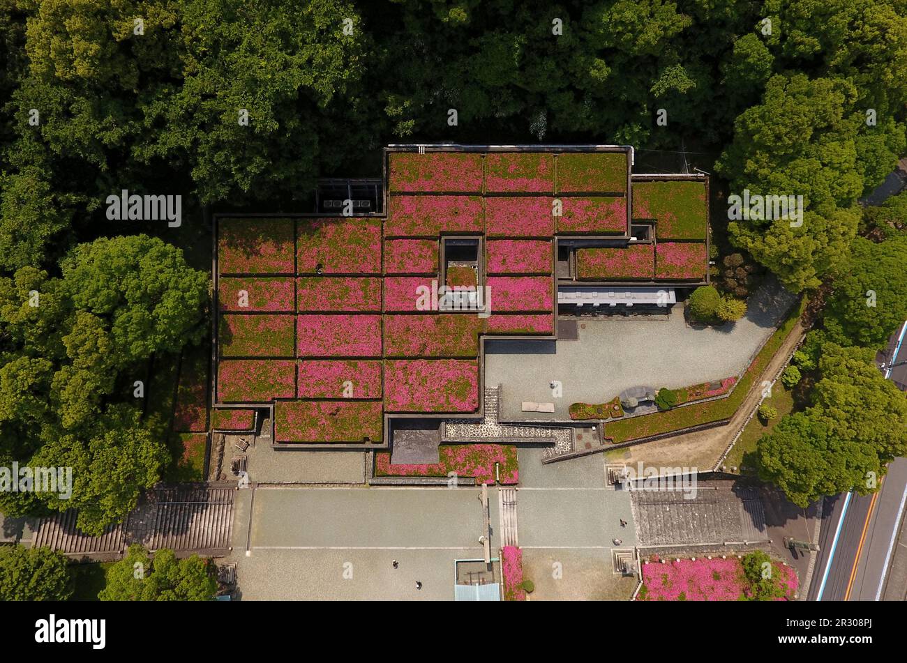 Flowers of Rhododendron indicum (Satsuki in Japanese) are in full bloom ...