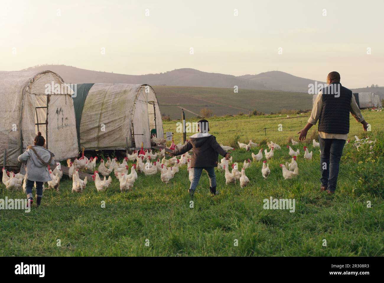 Chicken, dad with children on field, farming and sustainable business ...