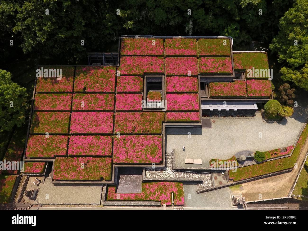 Flowers of Rhododendron indicum (Satsuki in Japanese) are in full bloom ...