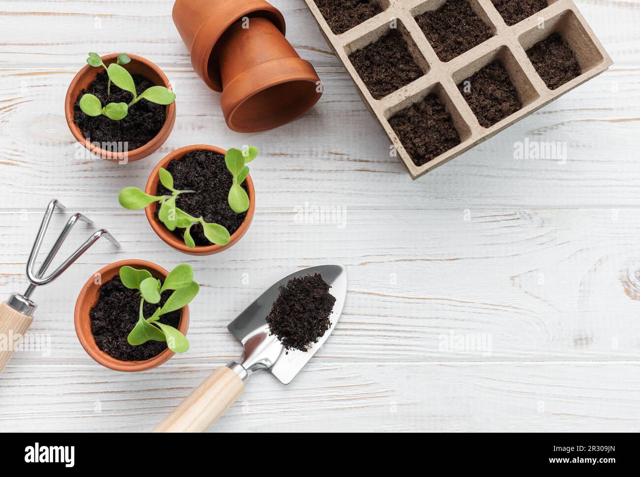 Gardening concept, planting at home. Set of gardening tools and ...