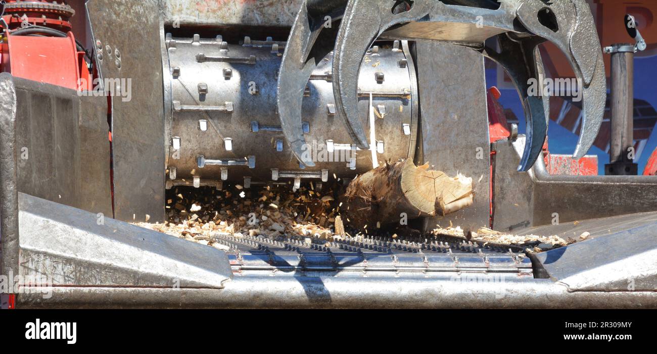 Tree Harvest Machine cutting old tree log. Wood cutting harvester ...