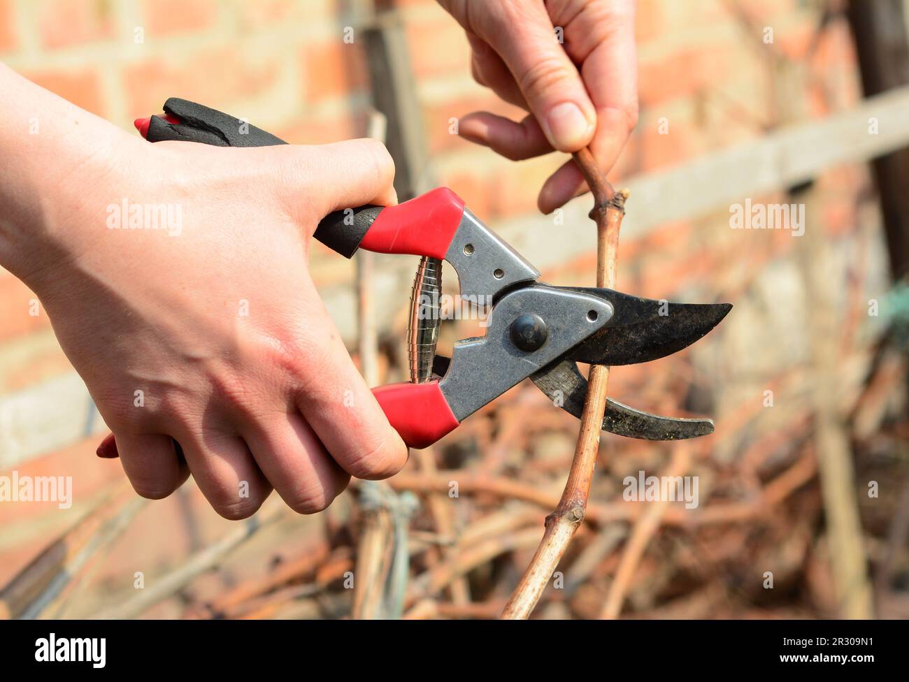Prune regularly hi-res stock photography and images - Alamy