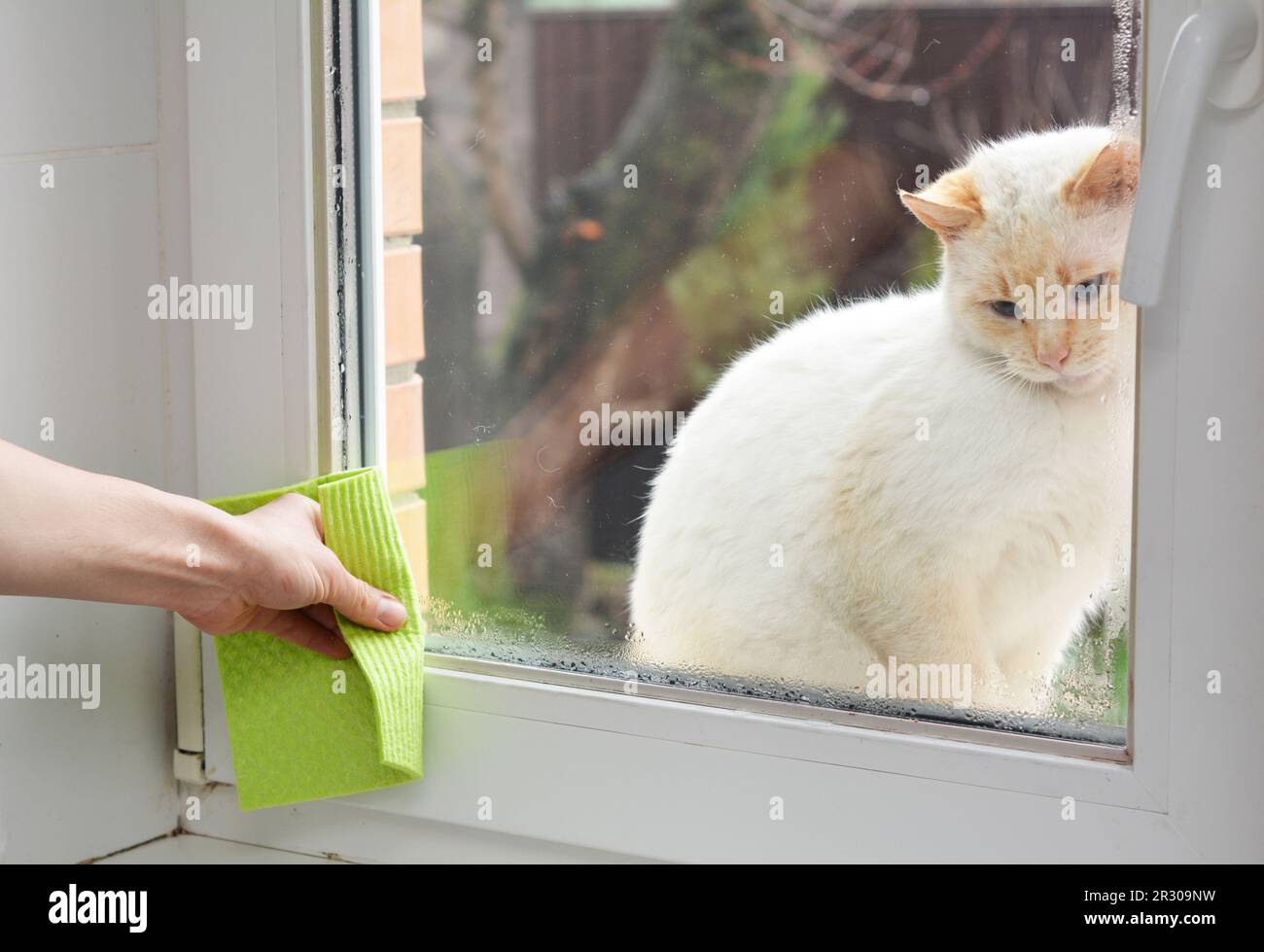 Home moisture with water condensation on the window glass and a white ...