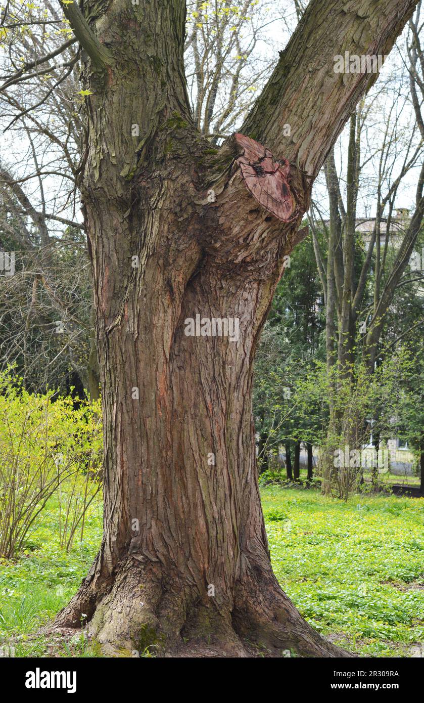 Prune Tree Branches Correctly. Branch removal cuts with pruning paint ...