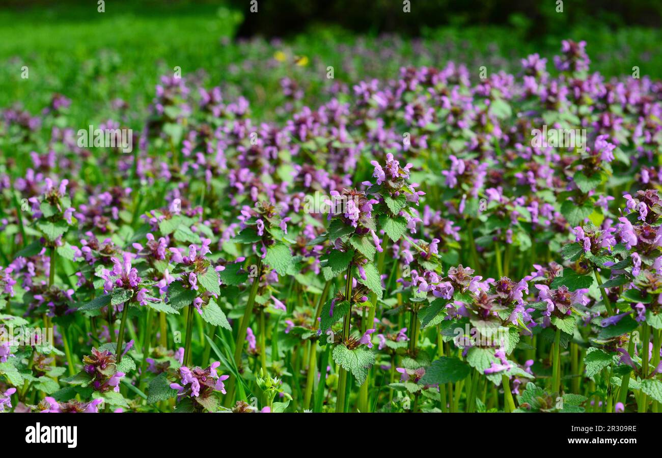 Lamium purpureum, known as red dead nettle, purple dead-nettle, red ...