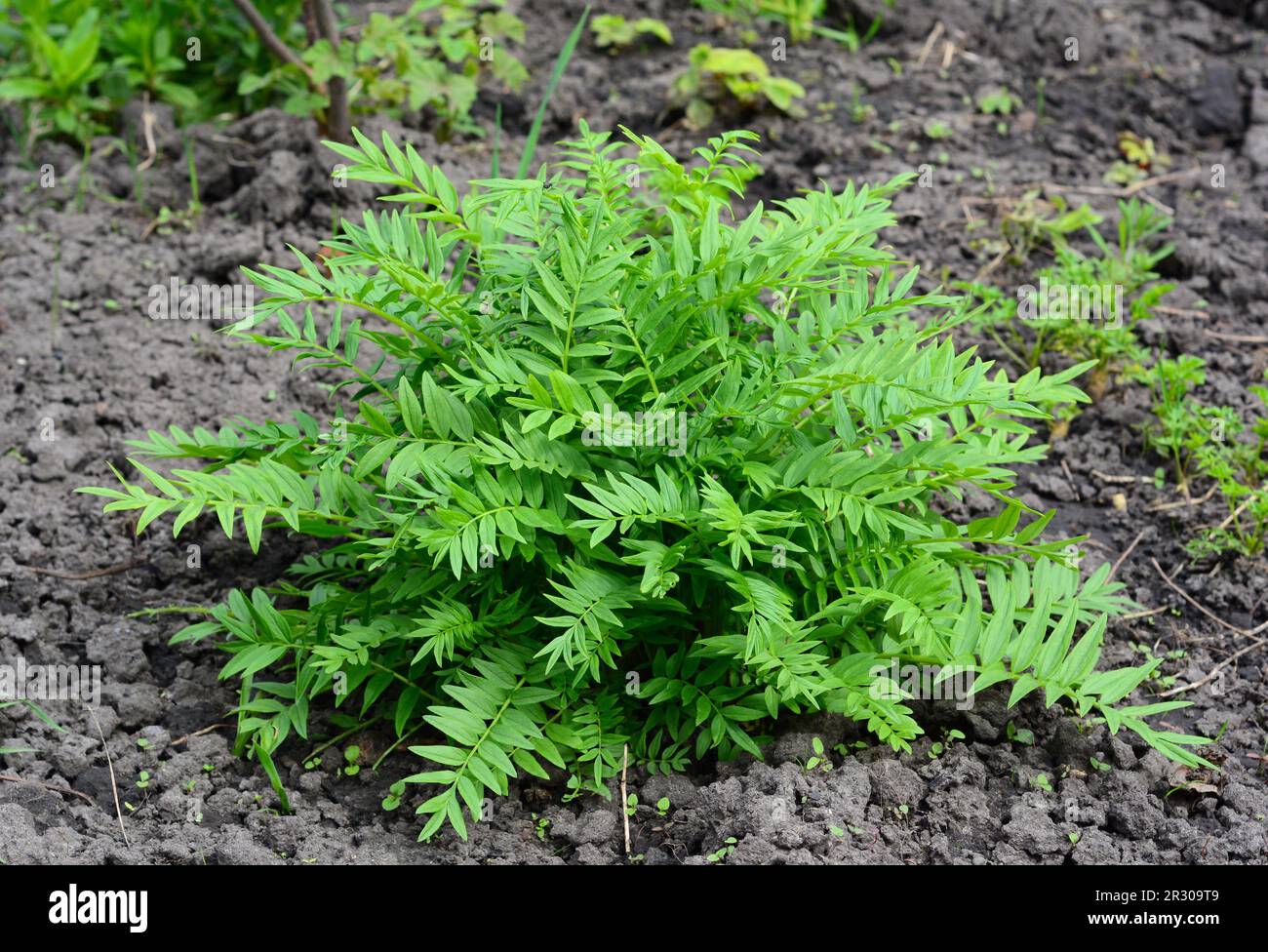 Growing Polemonium caeruleum, Jacob's-ladder or Greek valerian ...