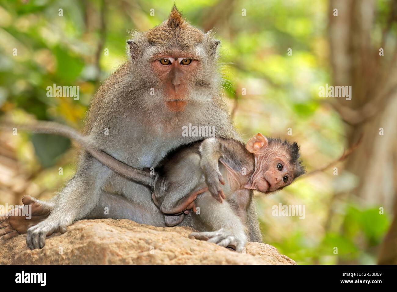 A Balinese long-tailed monkey (Macaca fascicularis) with baby, Ubud ...