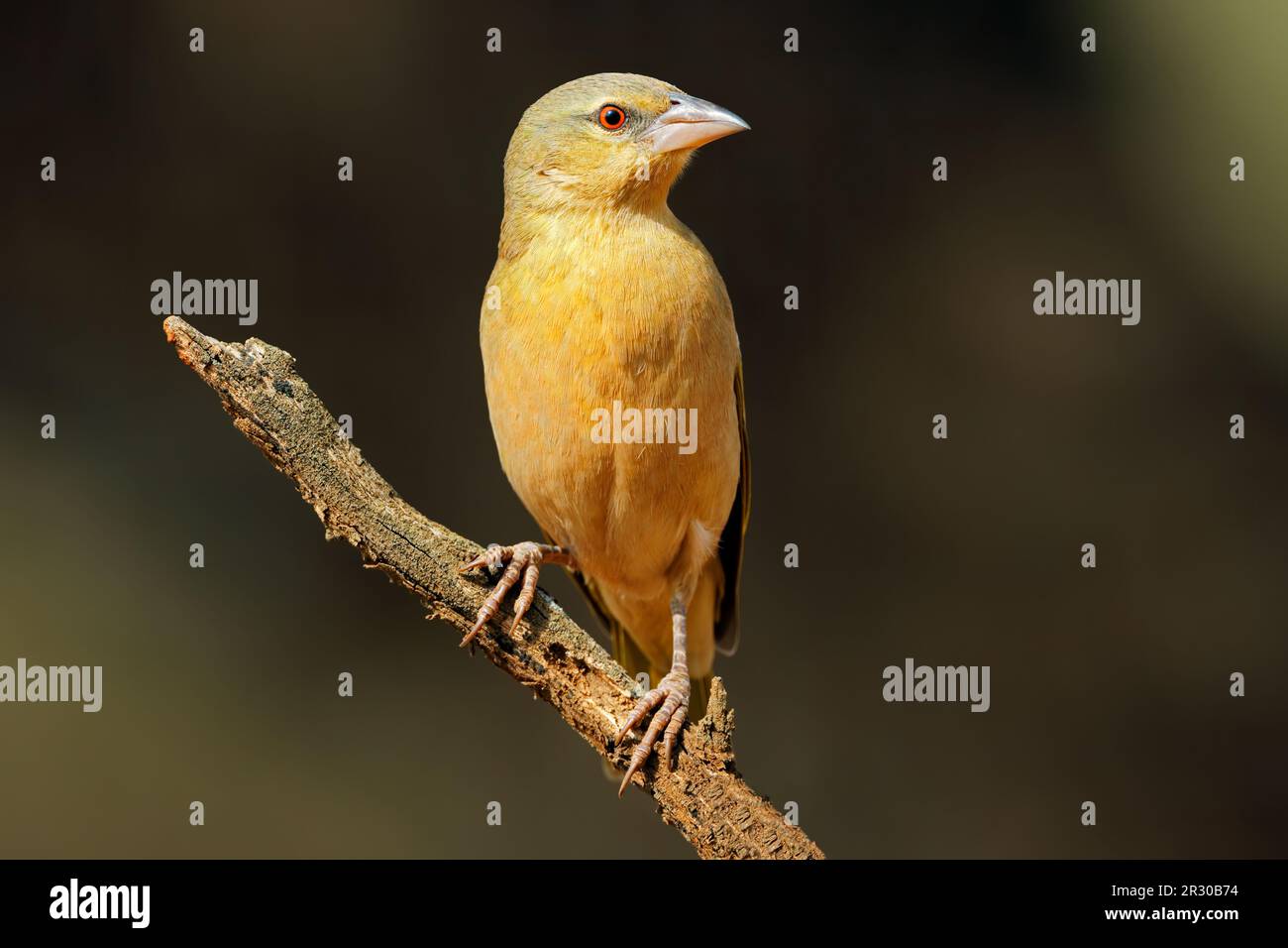 A female southern masked weaver (Ploceus velatus) perched on a branch ...