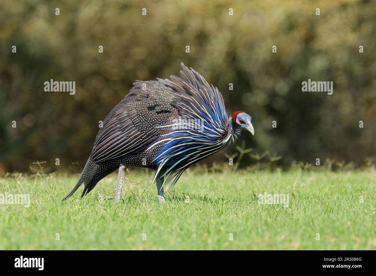 A foraging vulturine guineafowl (Cryllium vulturinum), East Africa ...
