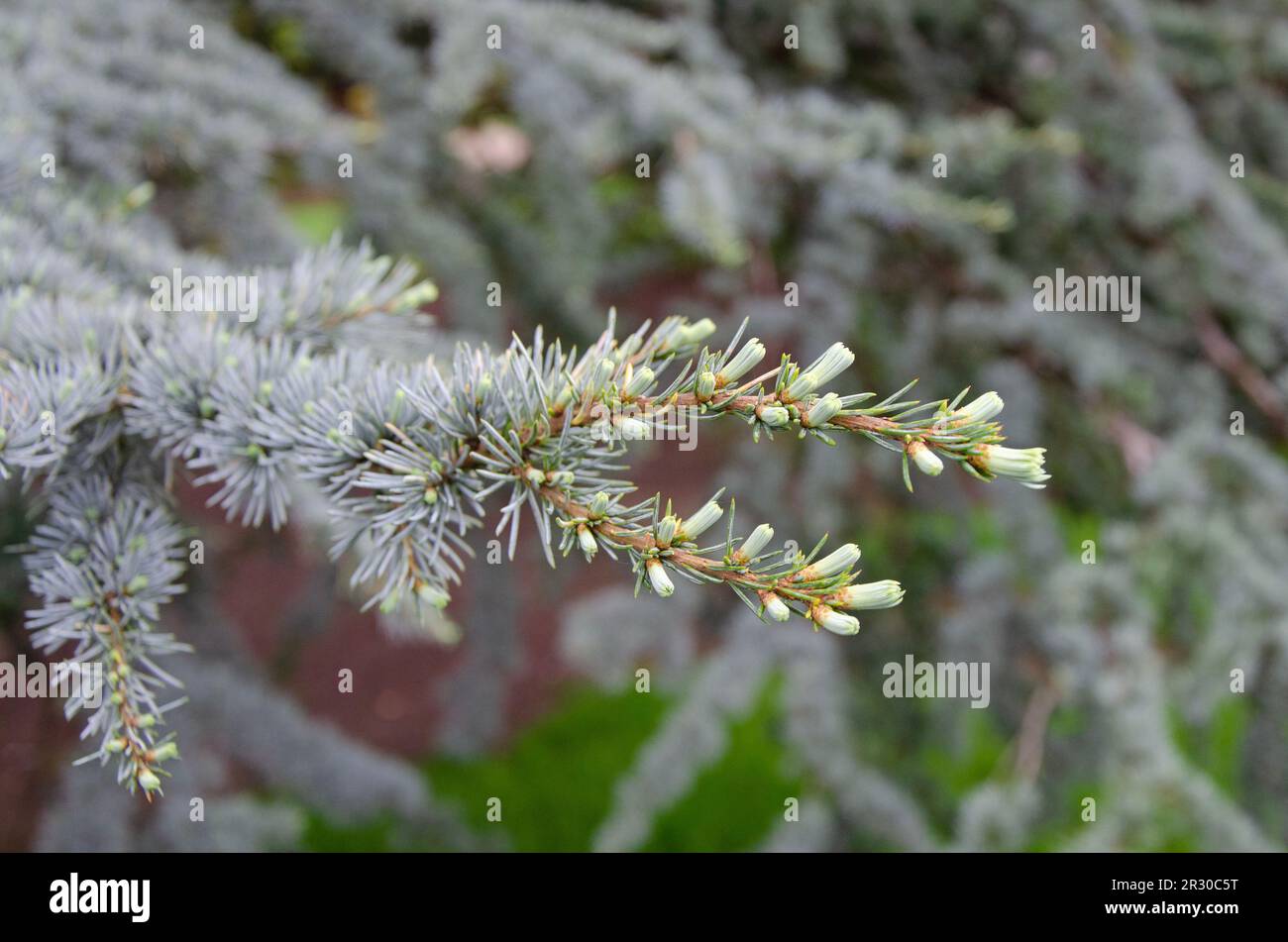 Atlas cedar tree hi-res stock photography and images - Alamy