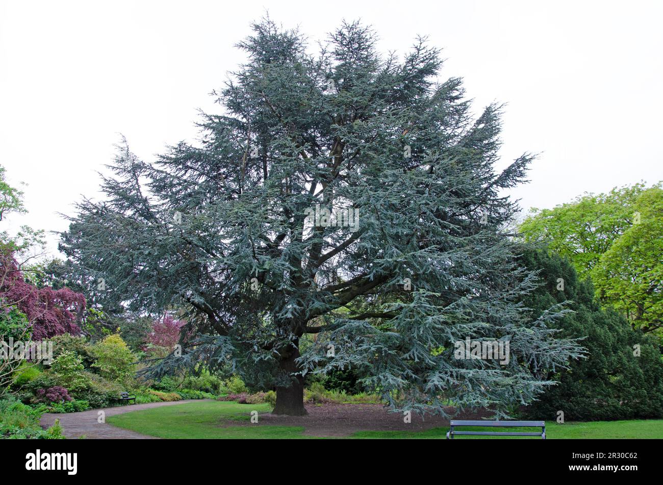 Atlas cedar pine cone hi-res stock photography and images - Alamy